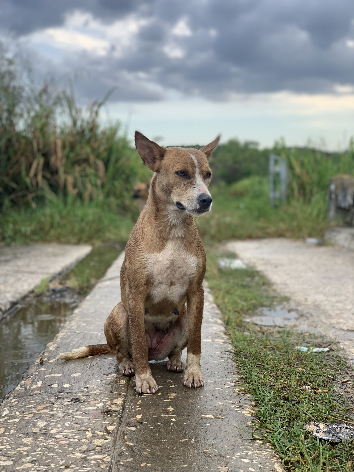 Stray dog